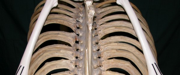 Anatomy of Bareback Riding