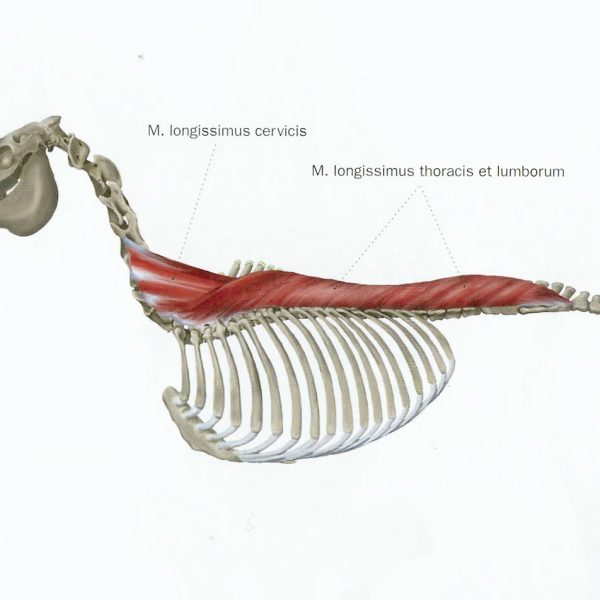 ABC of the Horse Atlas | The Murdoch Method
