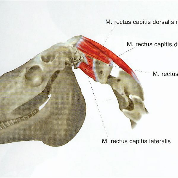 ABC of the Horse Atlas | The Murdoch Method