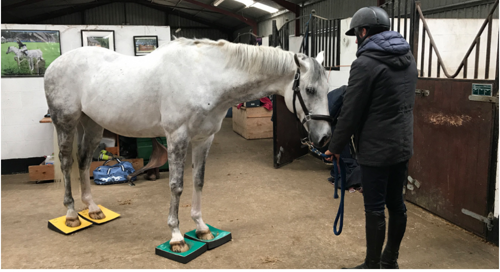 The Murdoch Method | Horseback Riding Instruction Redefined